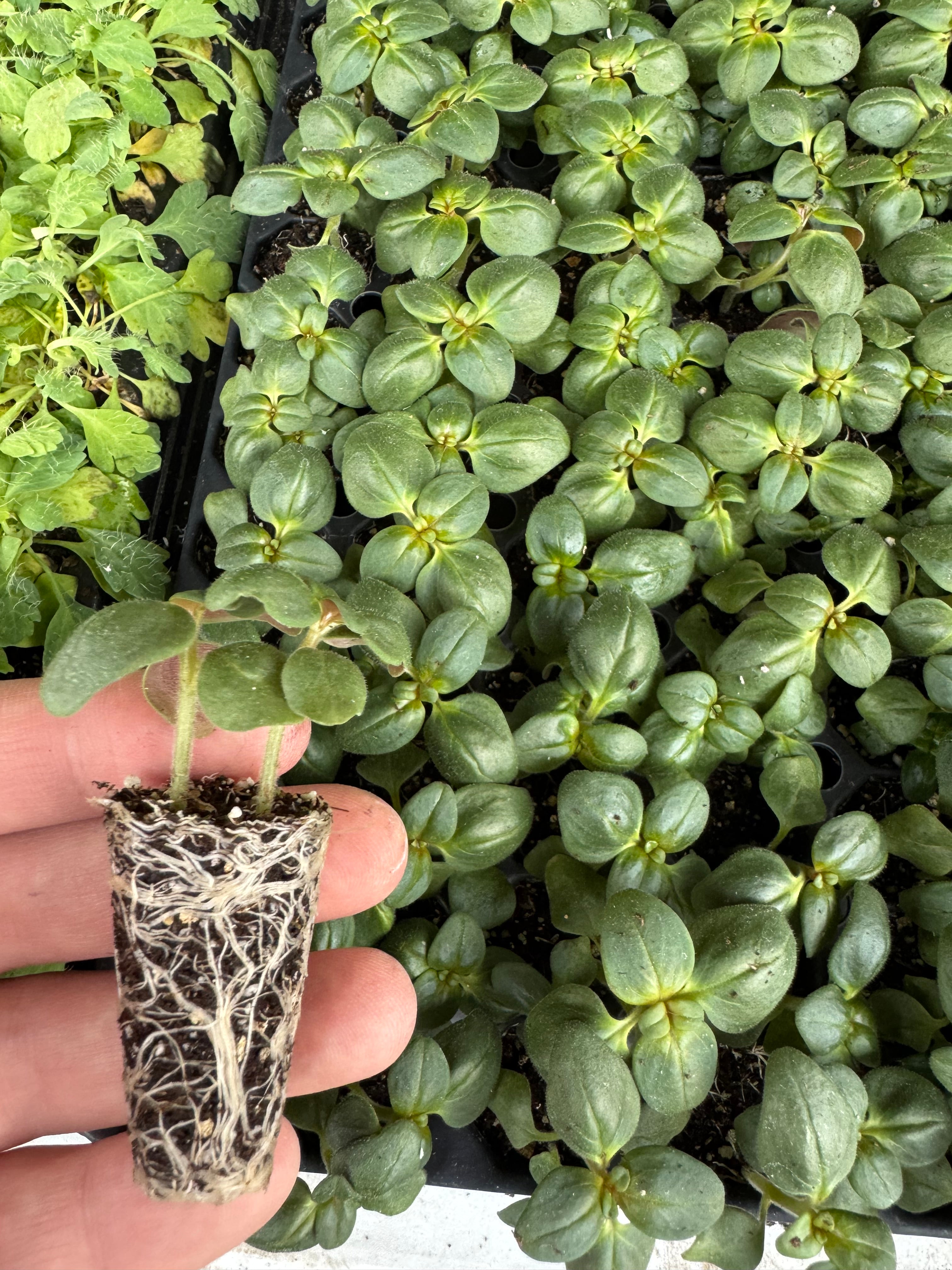 Flower seedlings – West Seattle Flower Farm