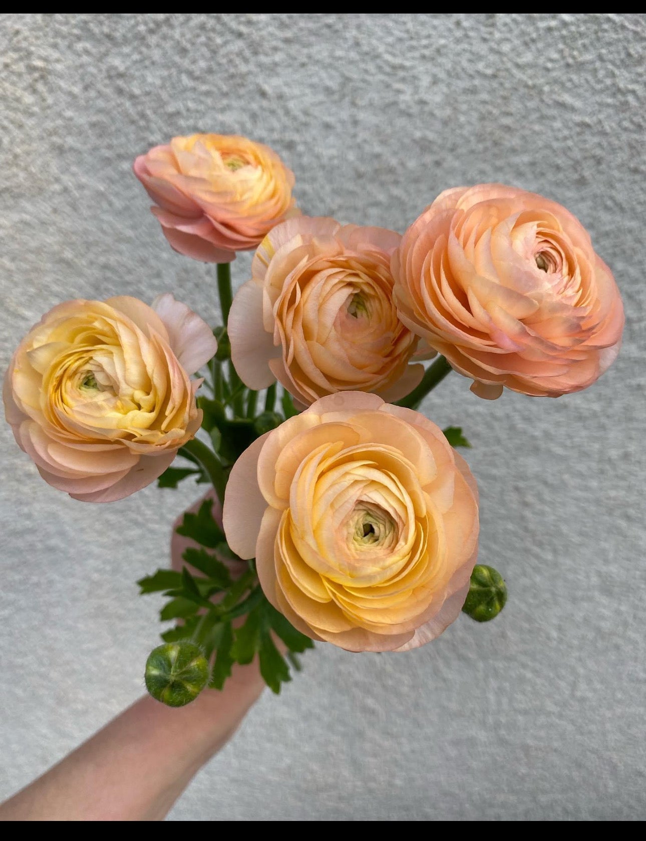 Ranunculus corms – West Seattle Flower Farm
