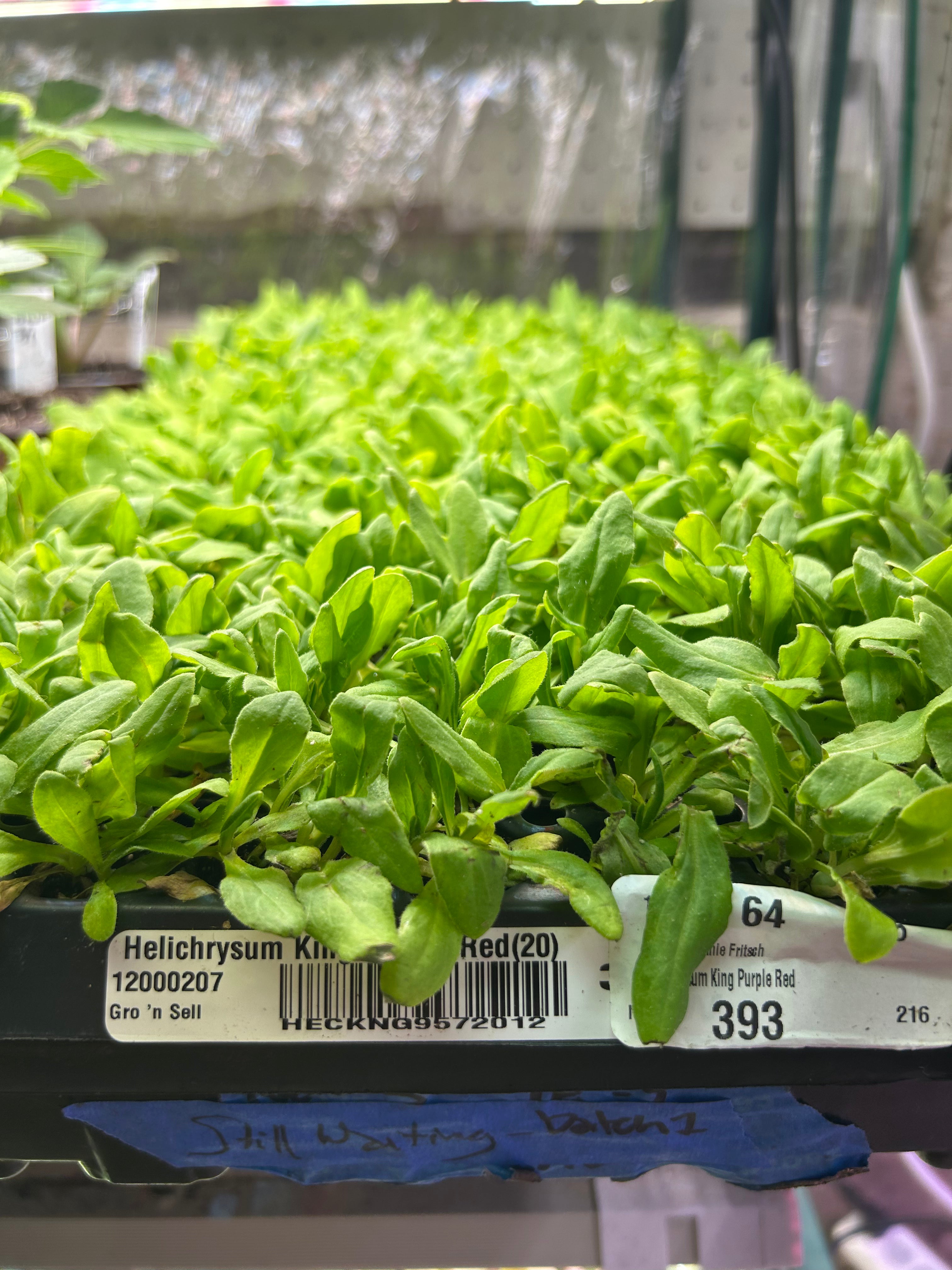 Early spring seedlings – West Seattle Flower Farm