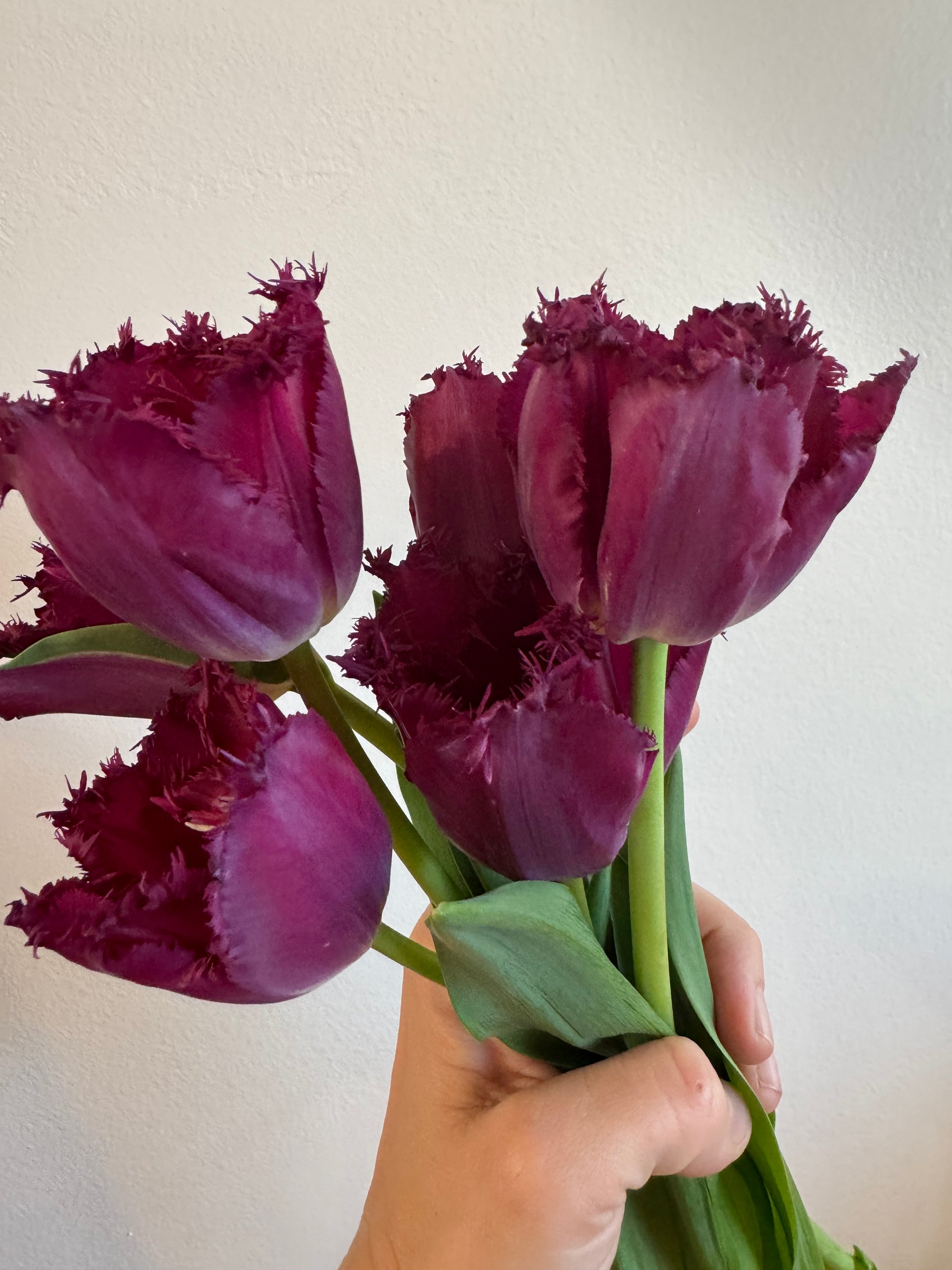 Purple Crystal Fringed Tulips (10 bulbs) – West Seattle Flower Farm