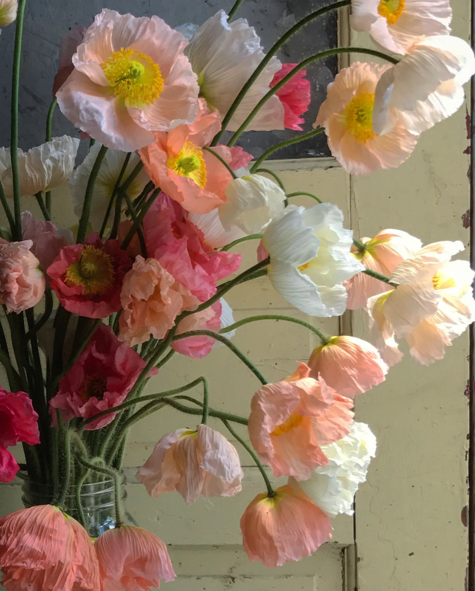 Hummingbird poppy seedlings (6 - mixed colors) – West Seattle Flower Farm