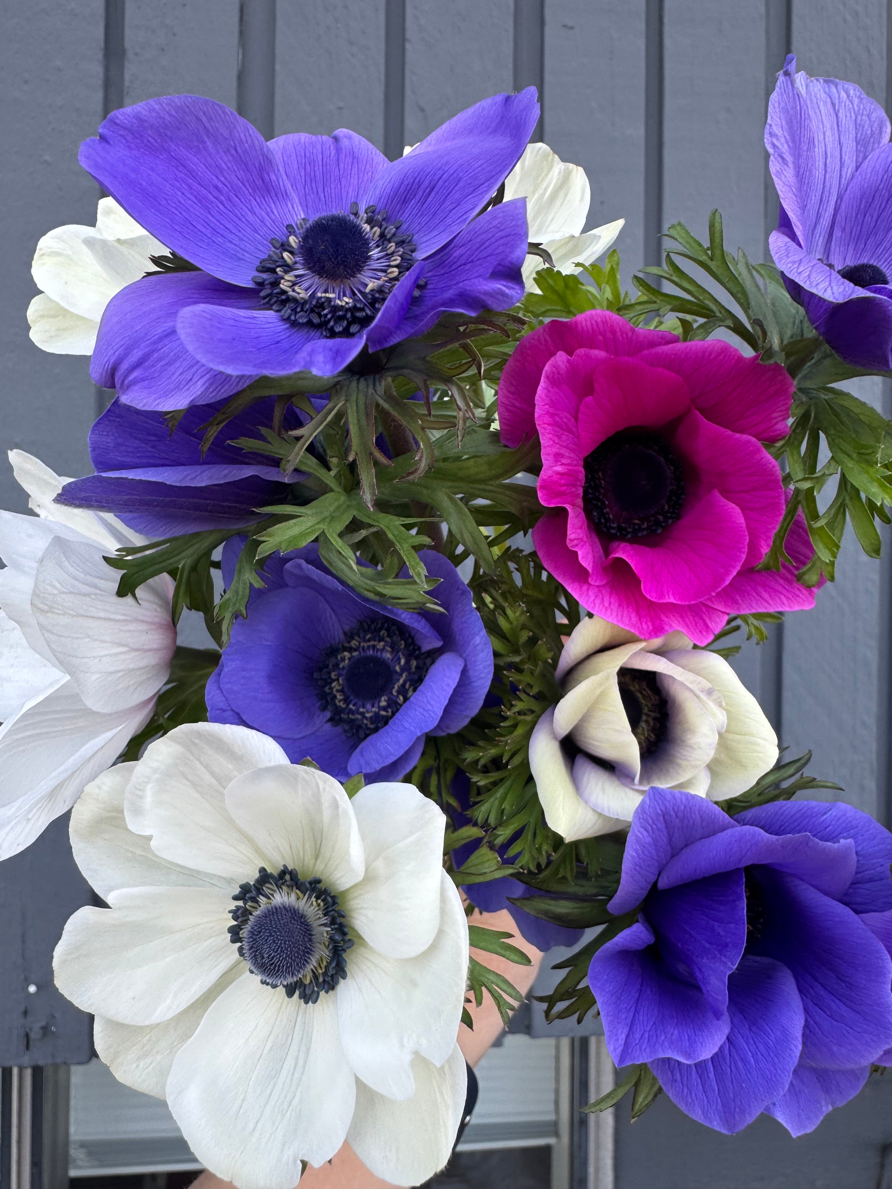 Anemones - bundle of mixed colors (25 corms) – West Seattle Flower Farm