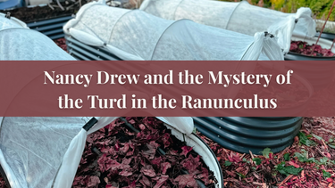 Low Row Cover for Growing Ranunculus in Seattle: Preventing Frost ...